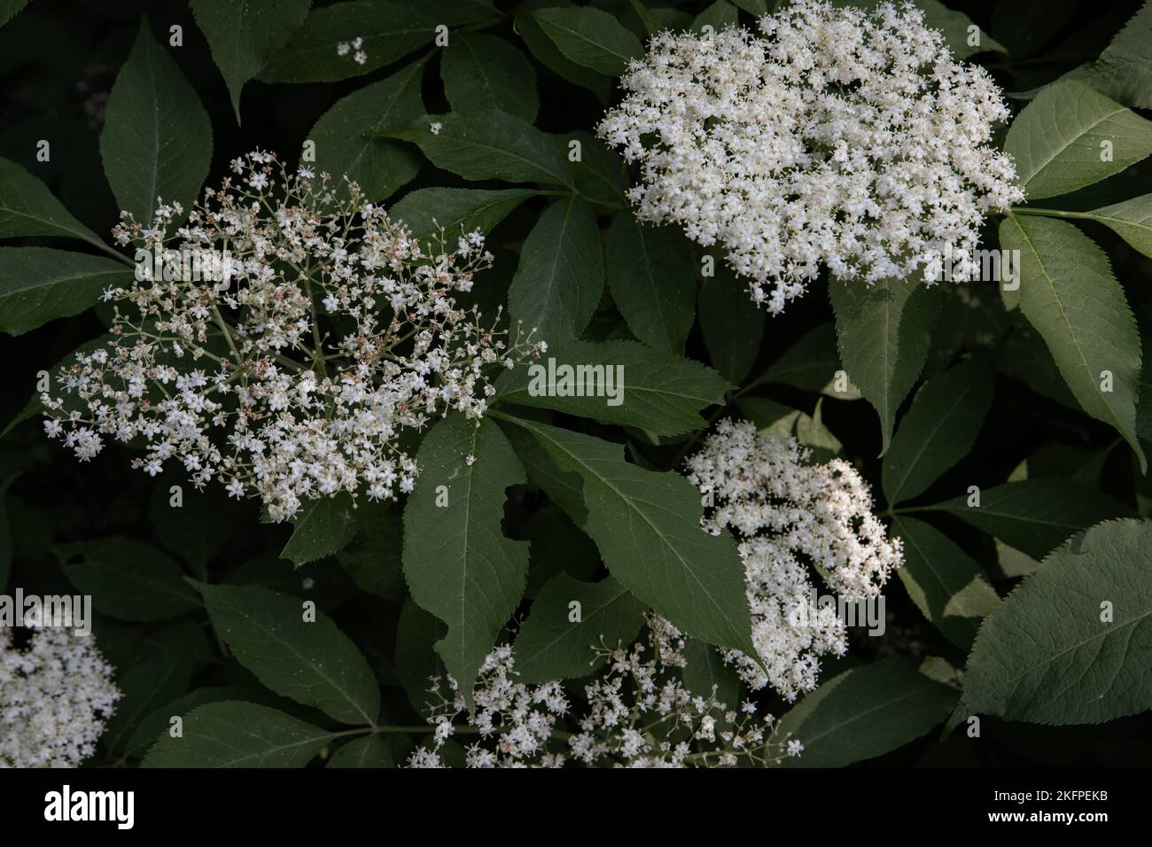 elderflower, black lilac flowers Stock Photo - Alamy