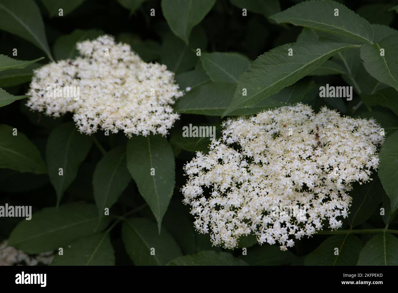 elderflower, black lilac flowers Stock Photo - Alamy