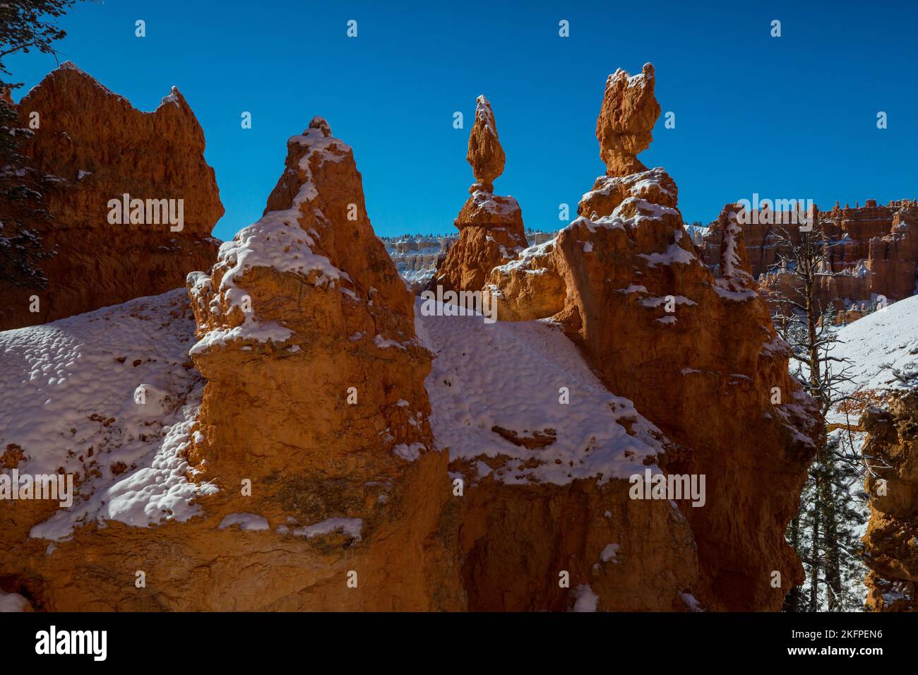 Picturesque colorful pink rocks of the Bryce Canyon National park in ...