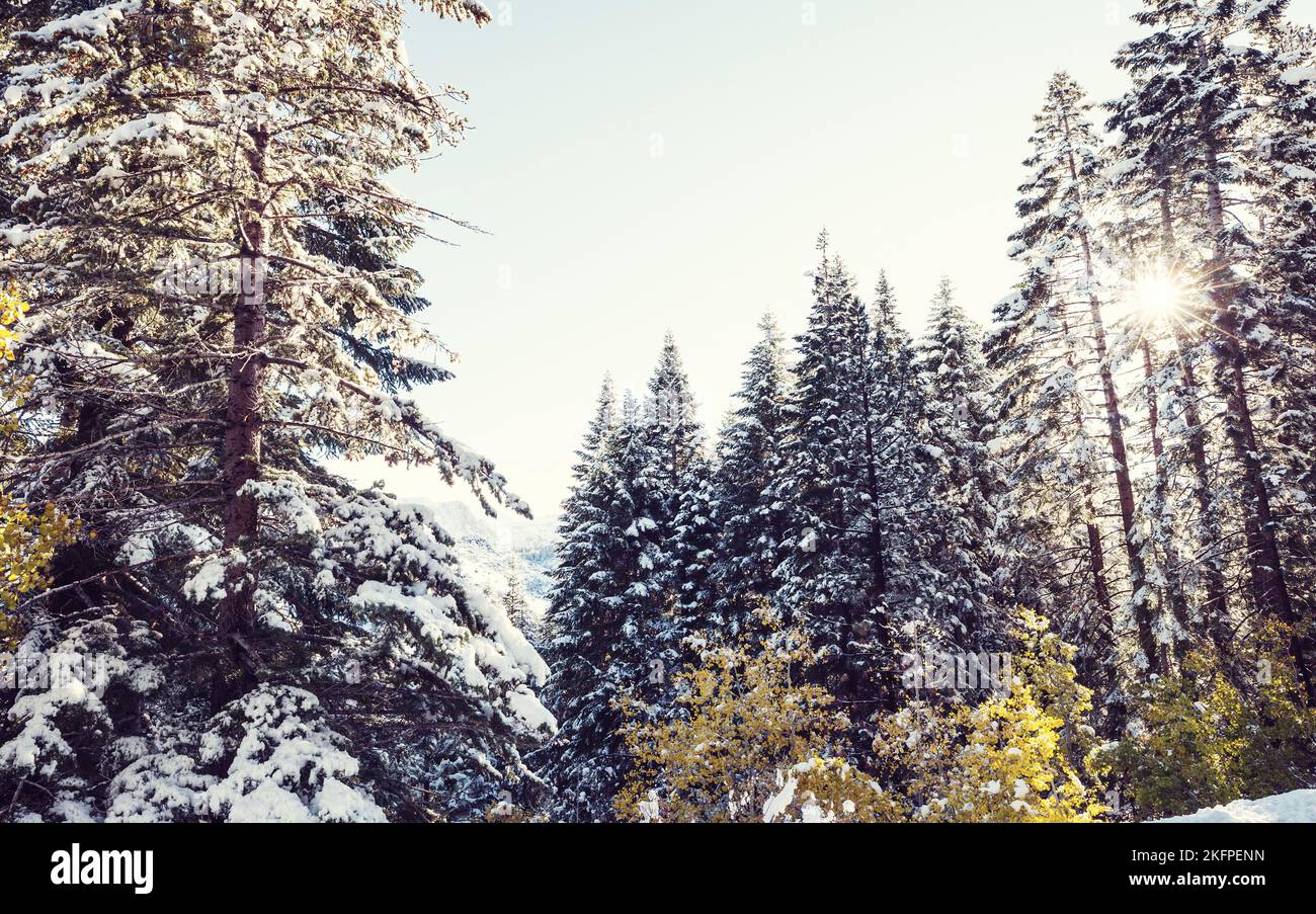 Scenic snow-covered forest in winter season. Good for Christmas ...