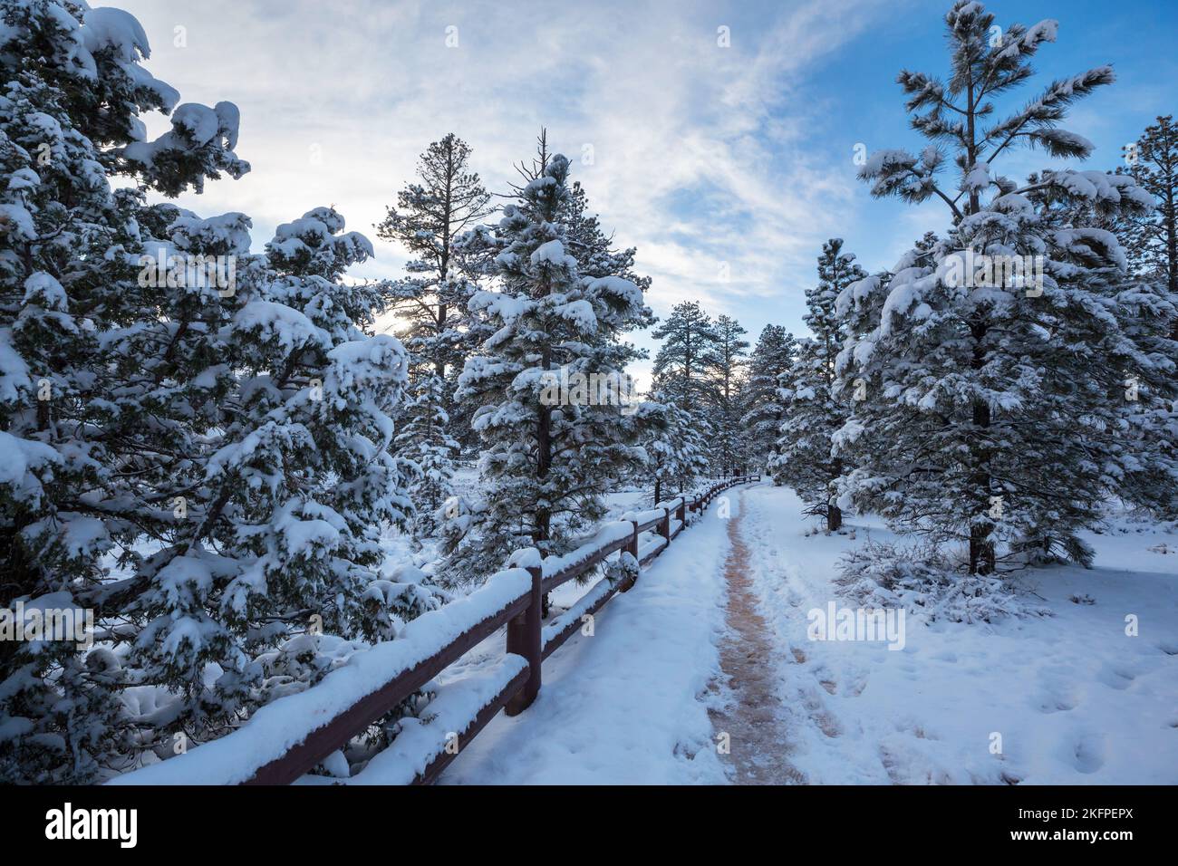 Scenic snow-covered forest in winter season. Good for Christmas ...