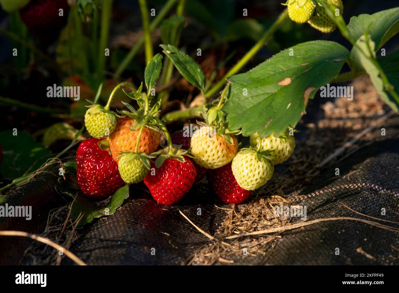 Breeding of strawberries hi-res stock photography and images - Alamy