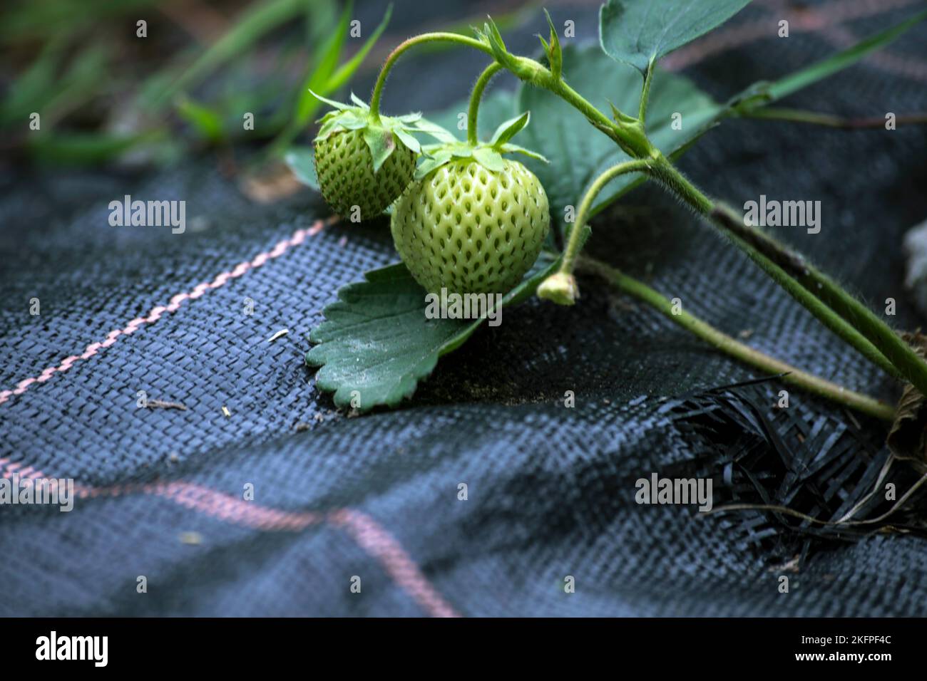 fresh unripe strawberry. strawberries on plant Stock Photo - Alamy