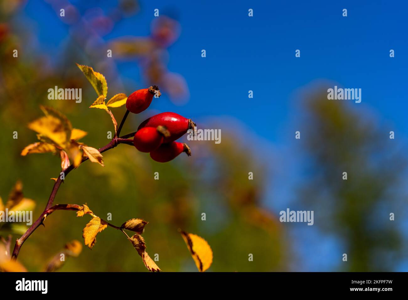 Rosehip berries on a bush in the autumn forest. Red medicinal fruits of ...