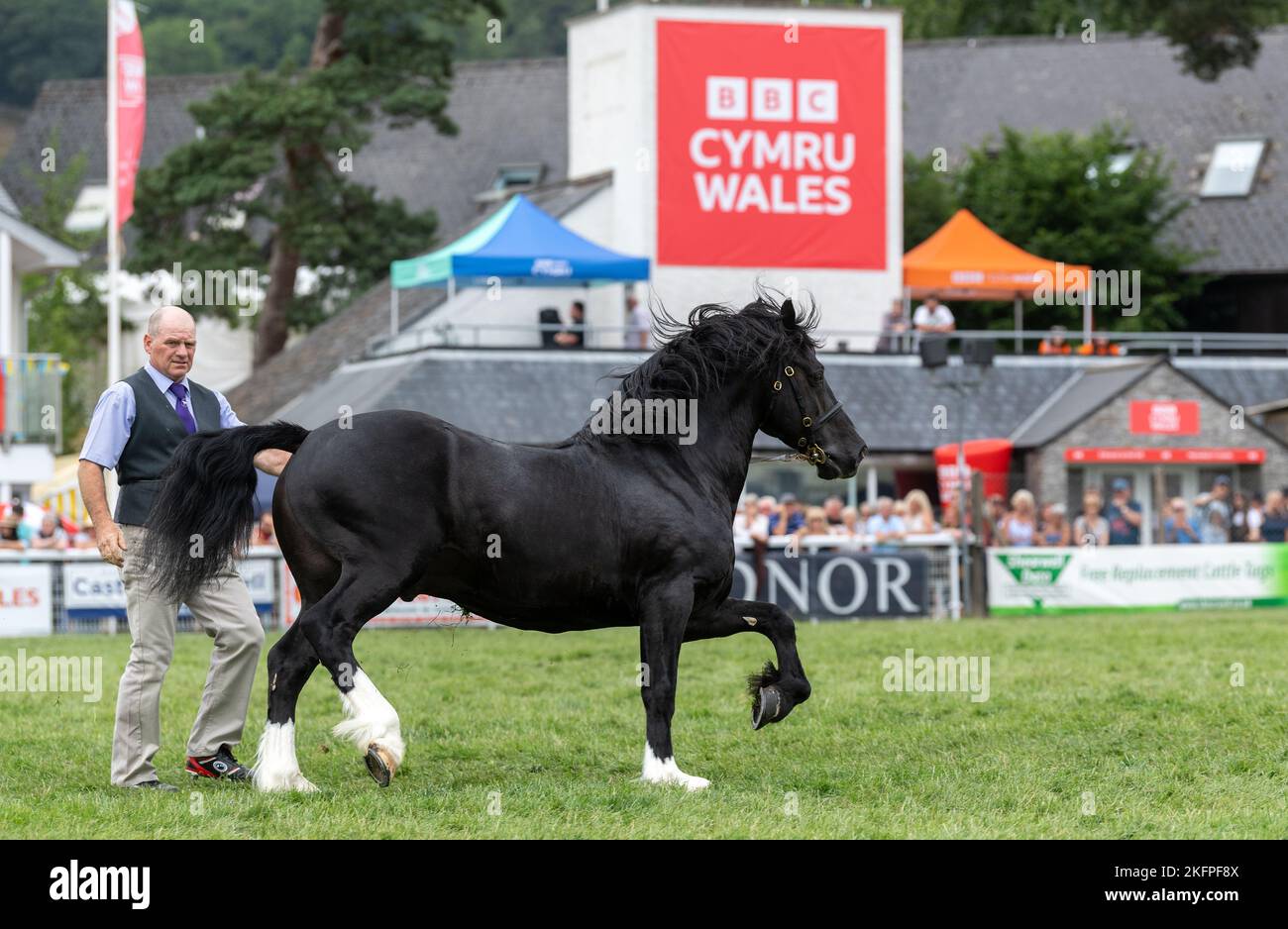 Cob horse competition uk hi-res stock photography and images - Alamy