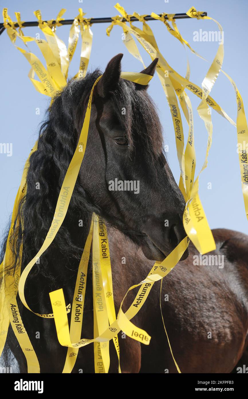 Friesianhorses hi-res stock photography and images - Alamy