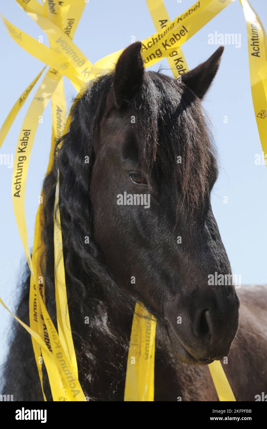 Friesianhorses hi-res stock photography and images - Alamy