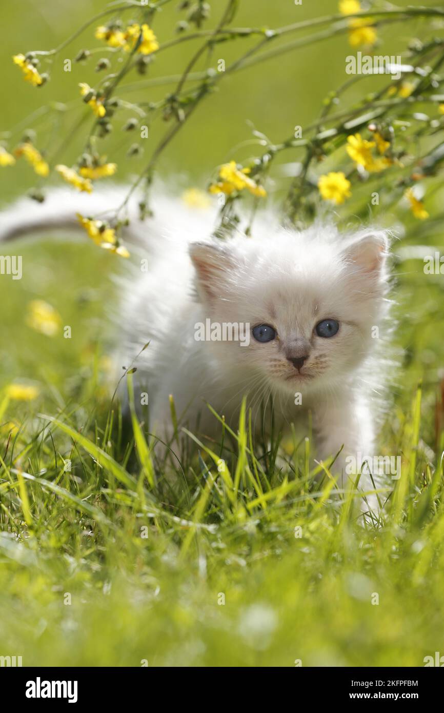 Ragdoll cat walks hi-res stock photography and images - Alamy