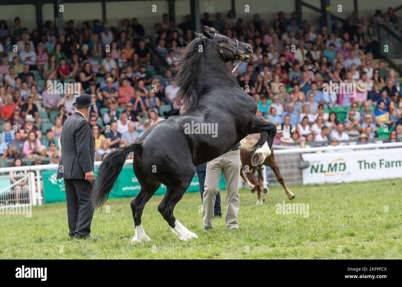Welsh Cob stallion classes at the Royal Welsh Show 2022 in the main ...