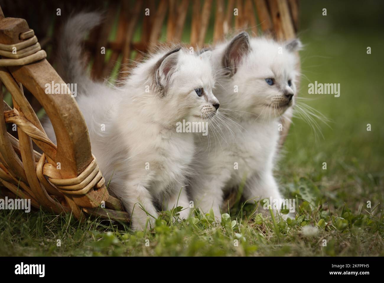 Two long hair ragdoll cats hi-res stock photography and images - Alamy