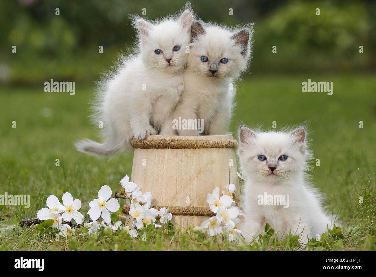 3 Ragdoll Kitten Stock Photo - Alamy