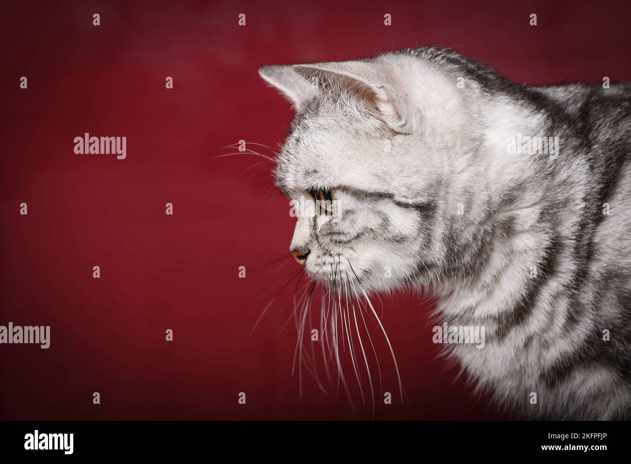 British Shorthair Portrait Stock Photo - Alamy