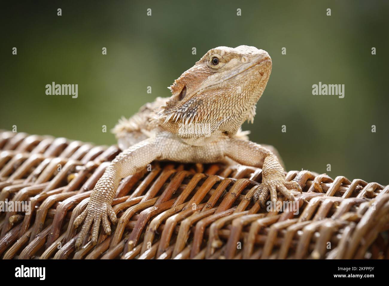 Bearded dragons sun hi-res stock photography and images - Alamy