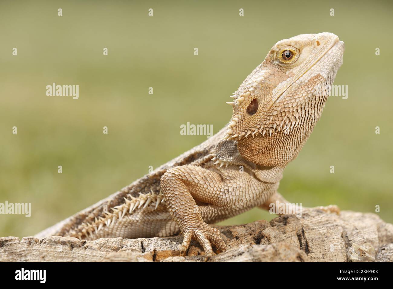 Bearded dragons sun hi-res stock photography and images - Alamy