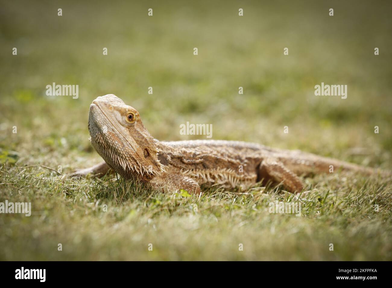 Bearded dragons sun hi-res stock photography and images - Alamy