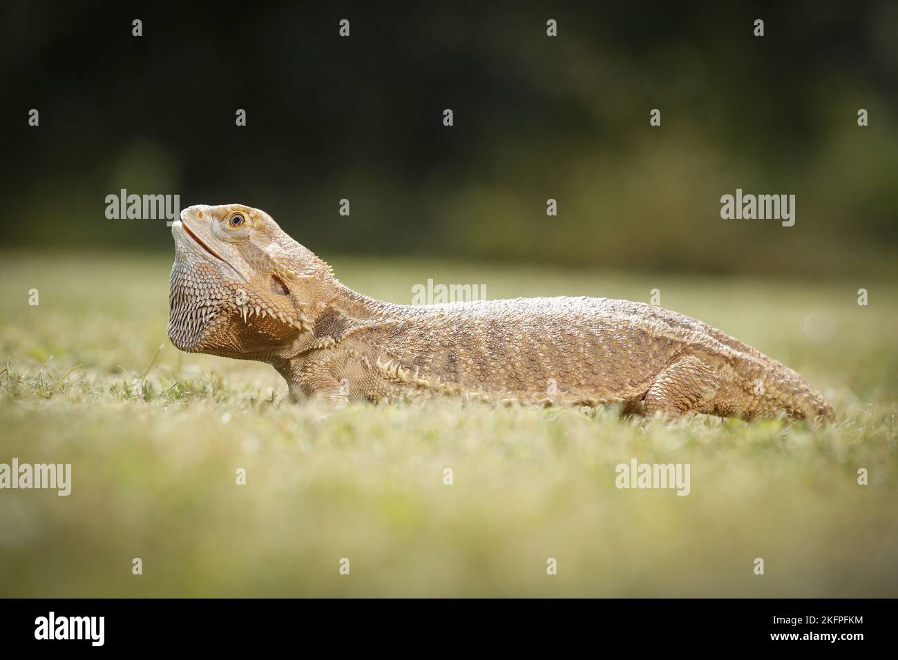 Bearded dragons sun hi-res stock photography and images - Alamy