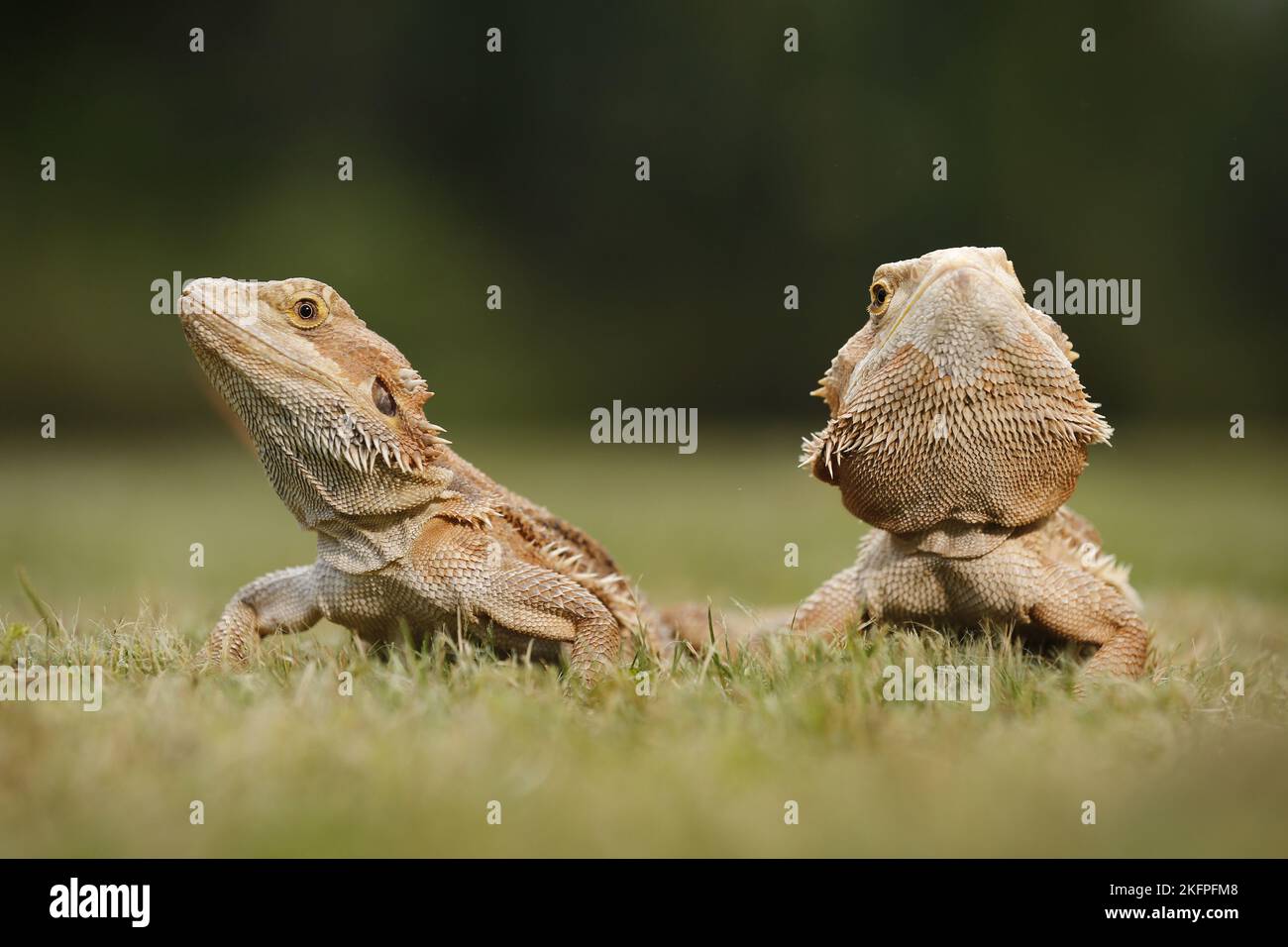 2 bearded dragons Stock Photo - Alamy