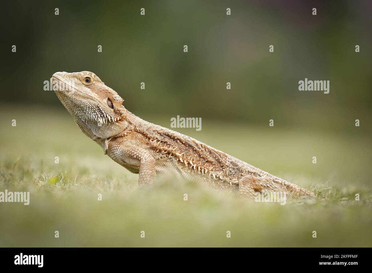 Bearded dragon grass hi-res stock photography and images - Alamy