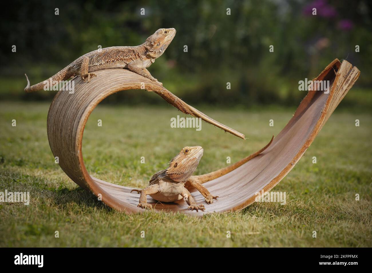 Bearded dragons leaf hi-res stock photography and images - Alamy
