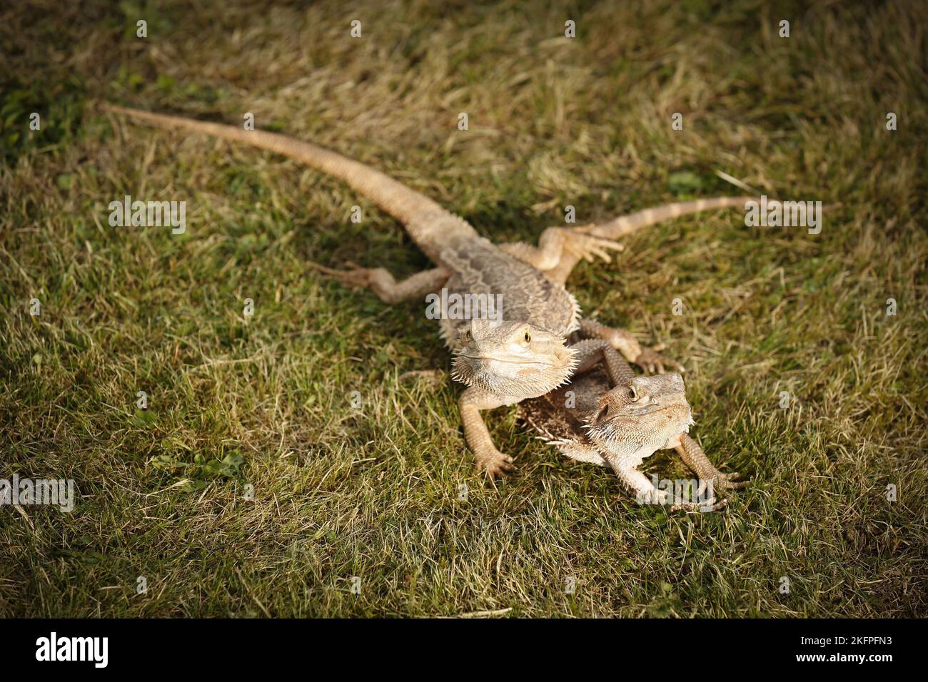 Bearded dragons sun hi-res stock photography and images - Alamy