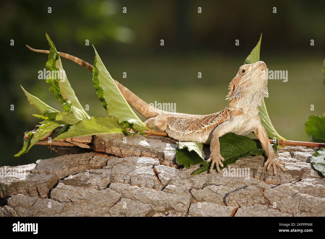 Bearded dragons leaf hi-res stock photography and images - Alamy
