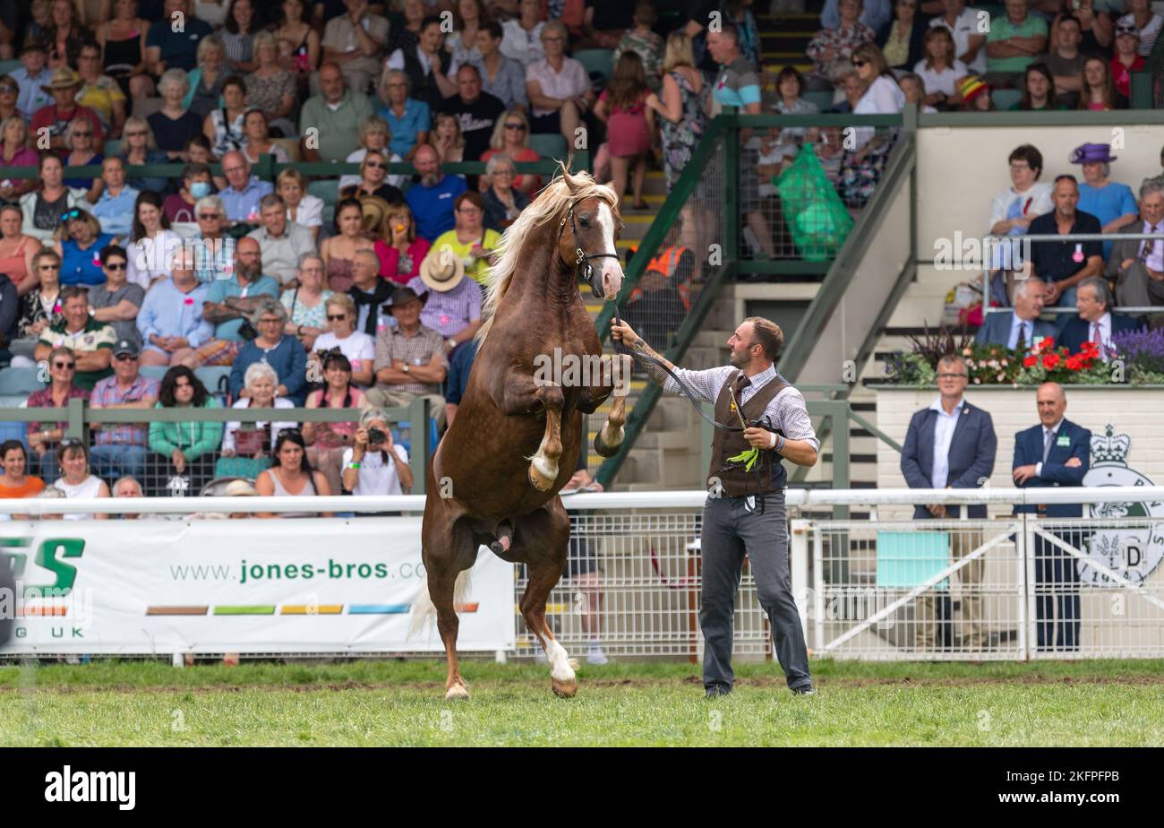 Welsh Cob Stallion Classes At The Royal Welsh Show 2022 In The Main