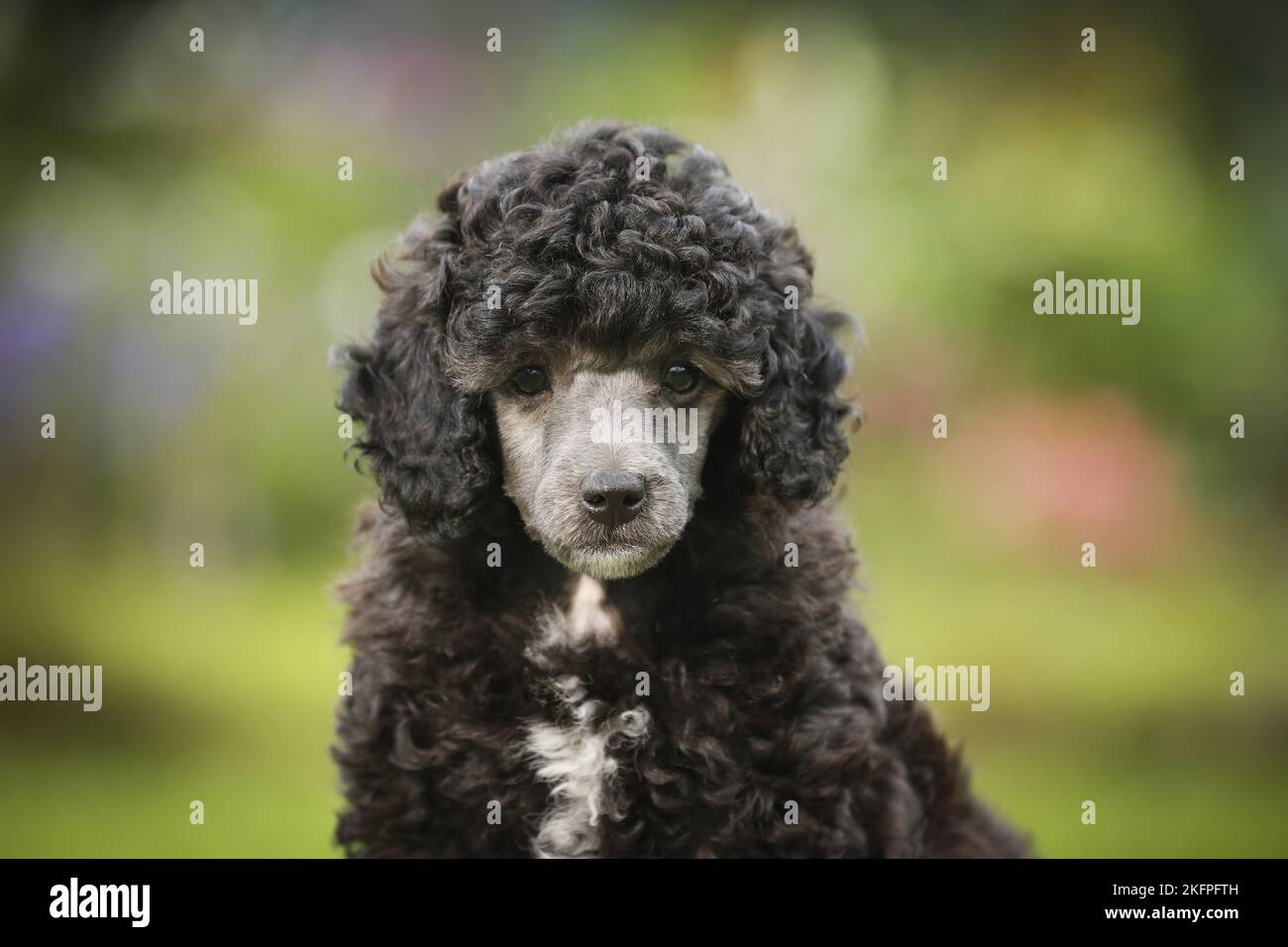 Silver Toy Poodle Puppy