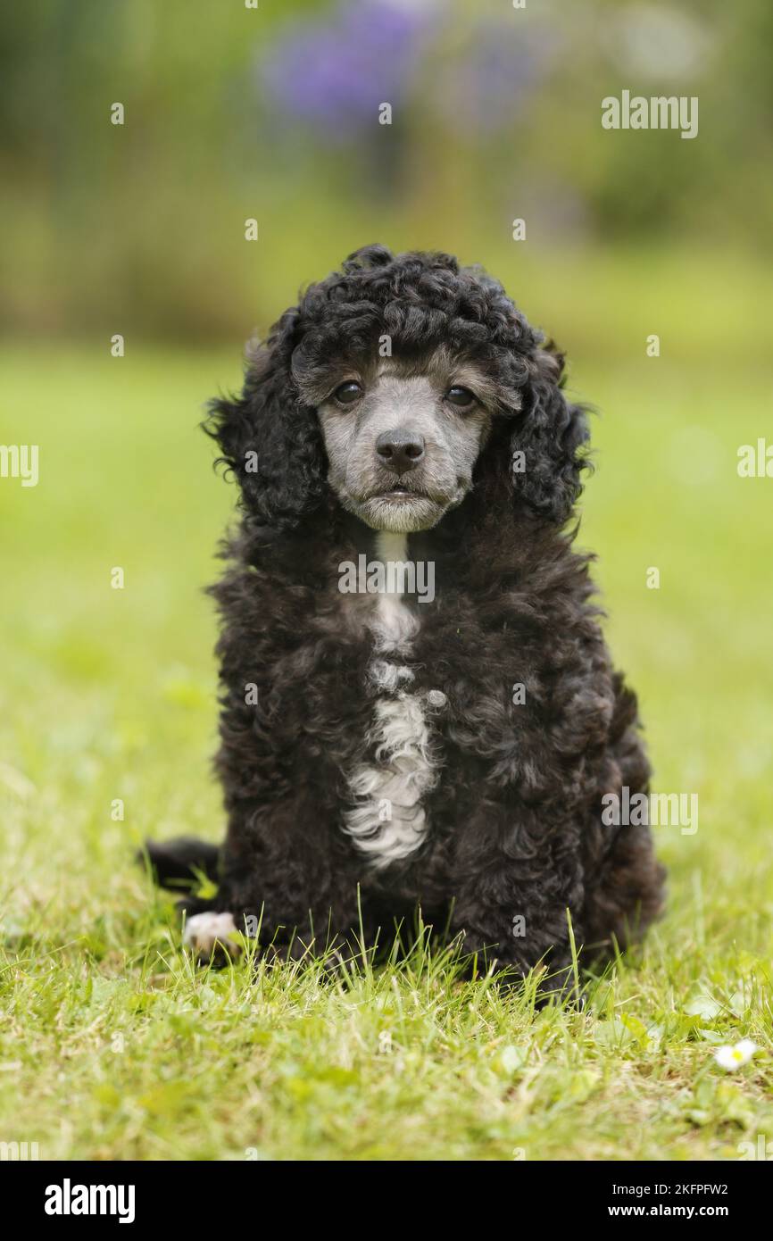 Miniature Poodle Puppy Stock Photo - Alamy