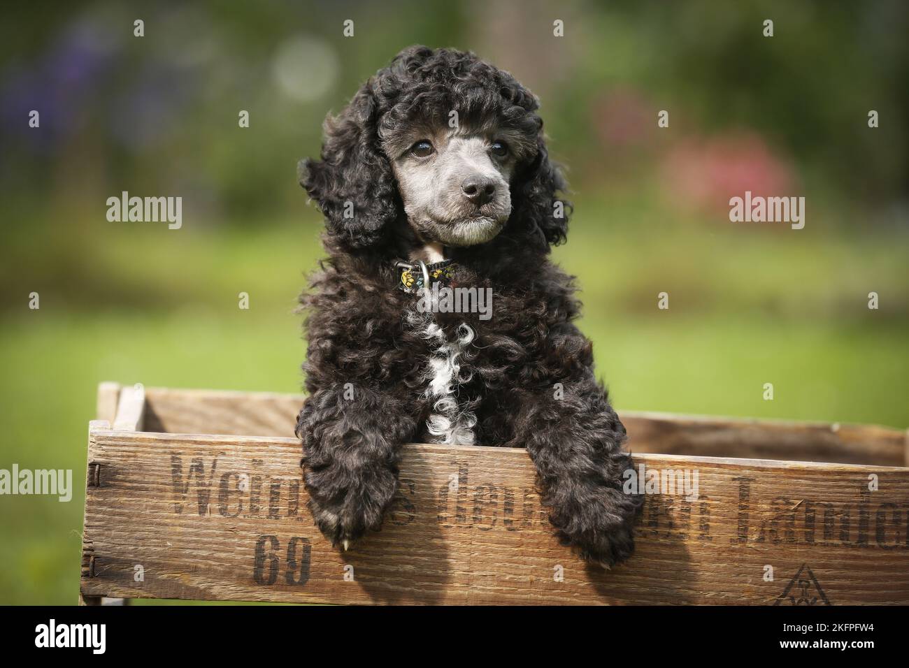 Miniature Poodle Puppy Stock Photo - Alamy