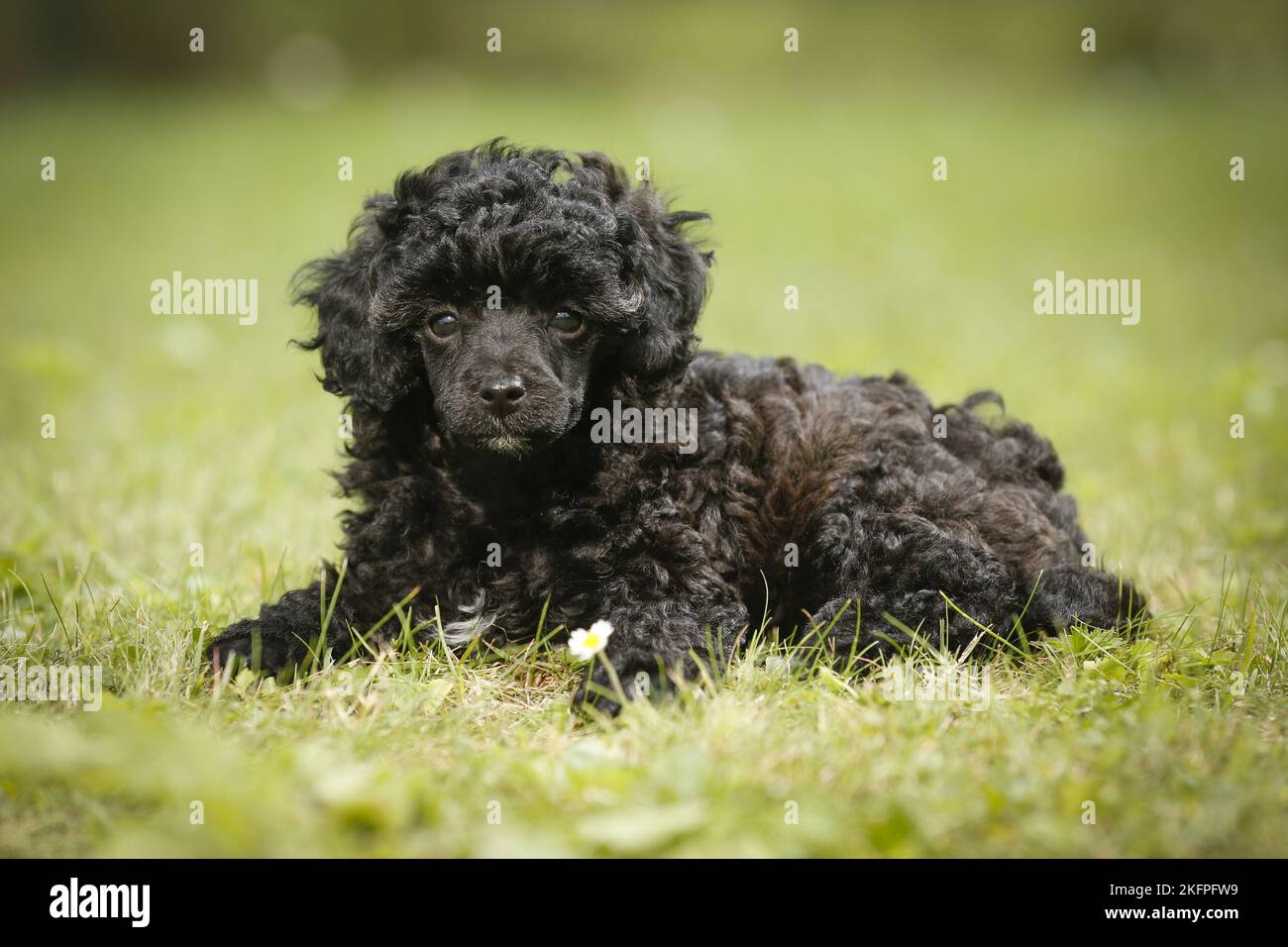 Side view cute poodle hi-res stock photography and images - Alamy