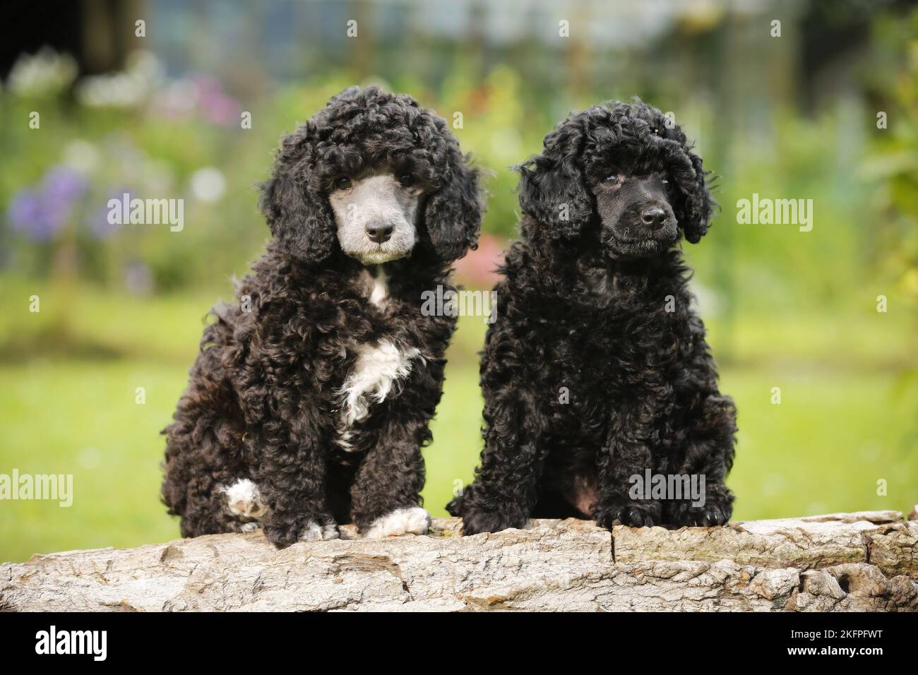 Miniature Poodle Puppies Stock Photo - Alamy