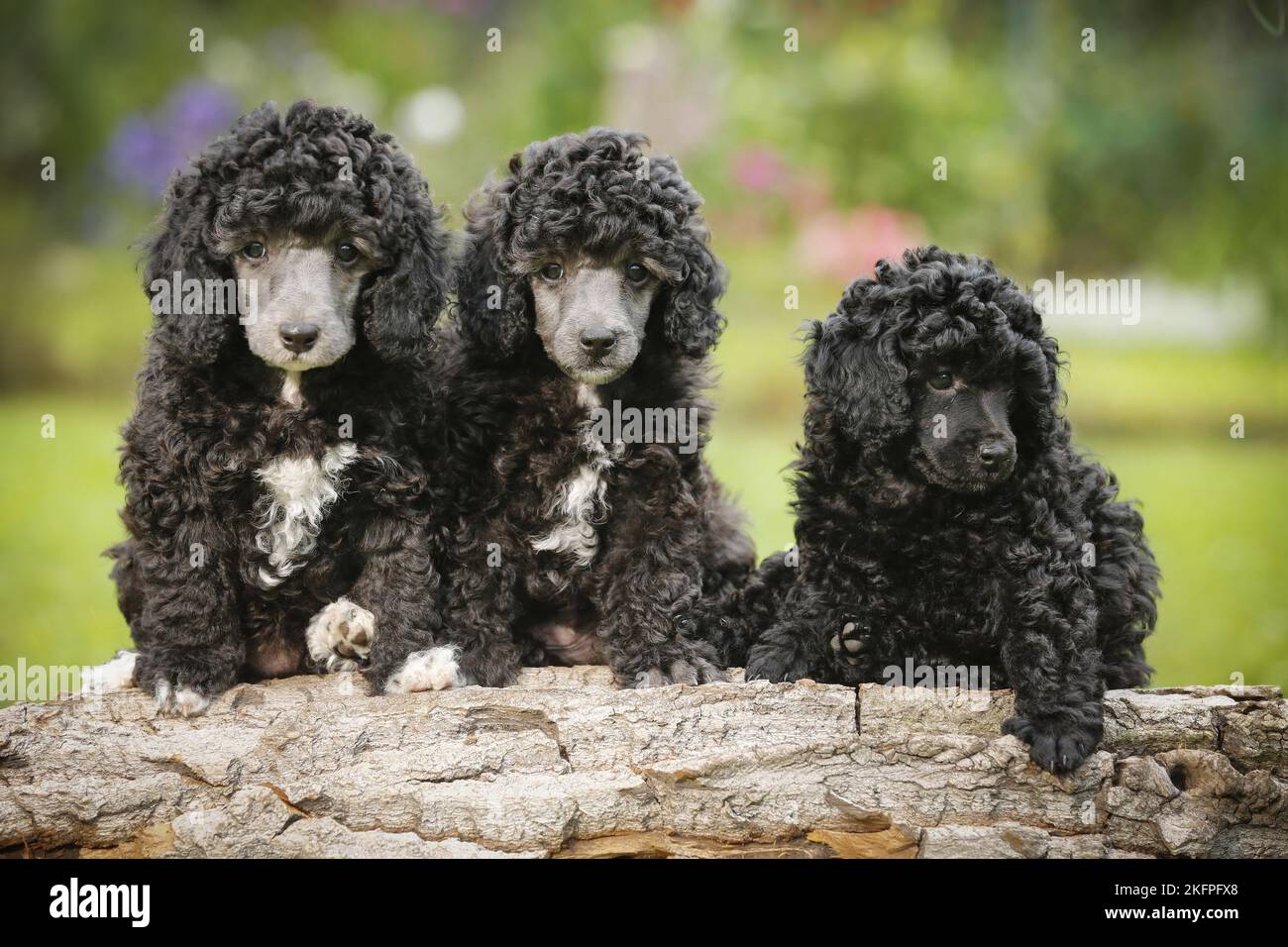 Miniature Poodle Puppies Stock Photo - Alamy