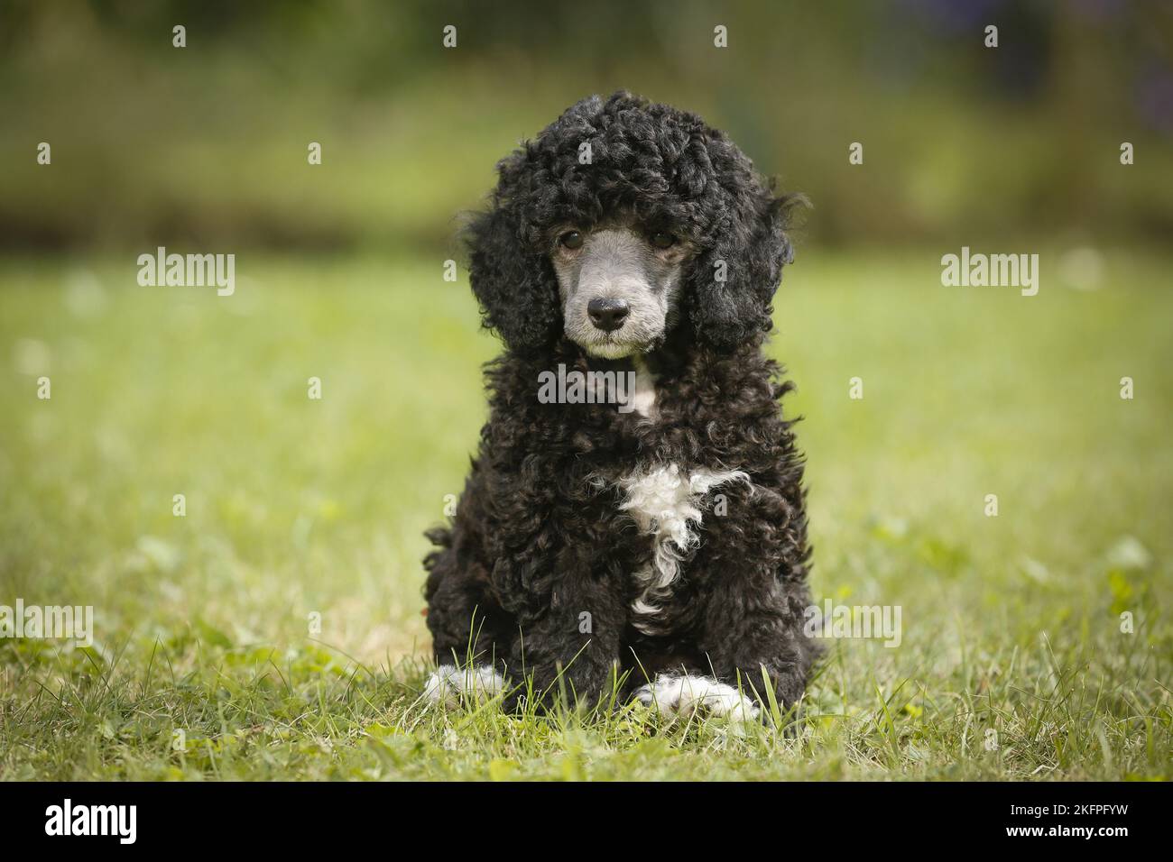 Miniature Poodle Puppy Stock Photo - Alamy