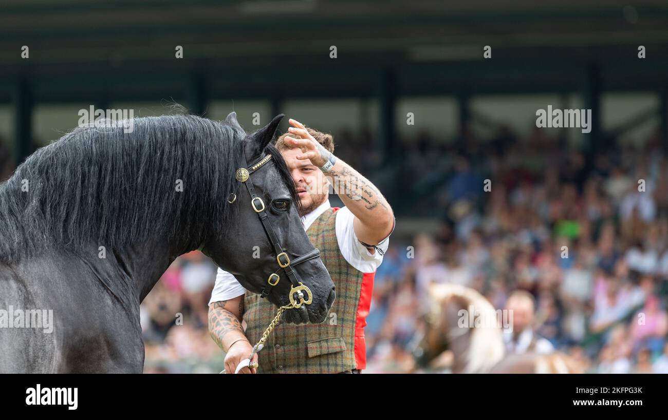 Welsh Cob stallion classes at the Royal Welsh Show 2022 in the main ...