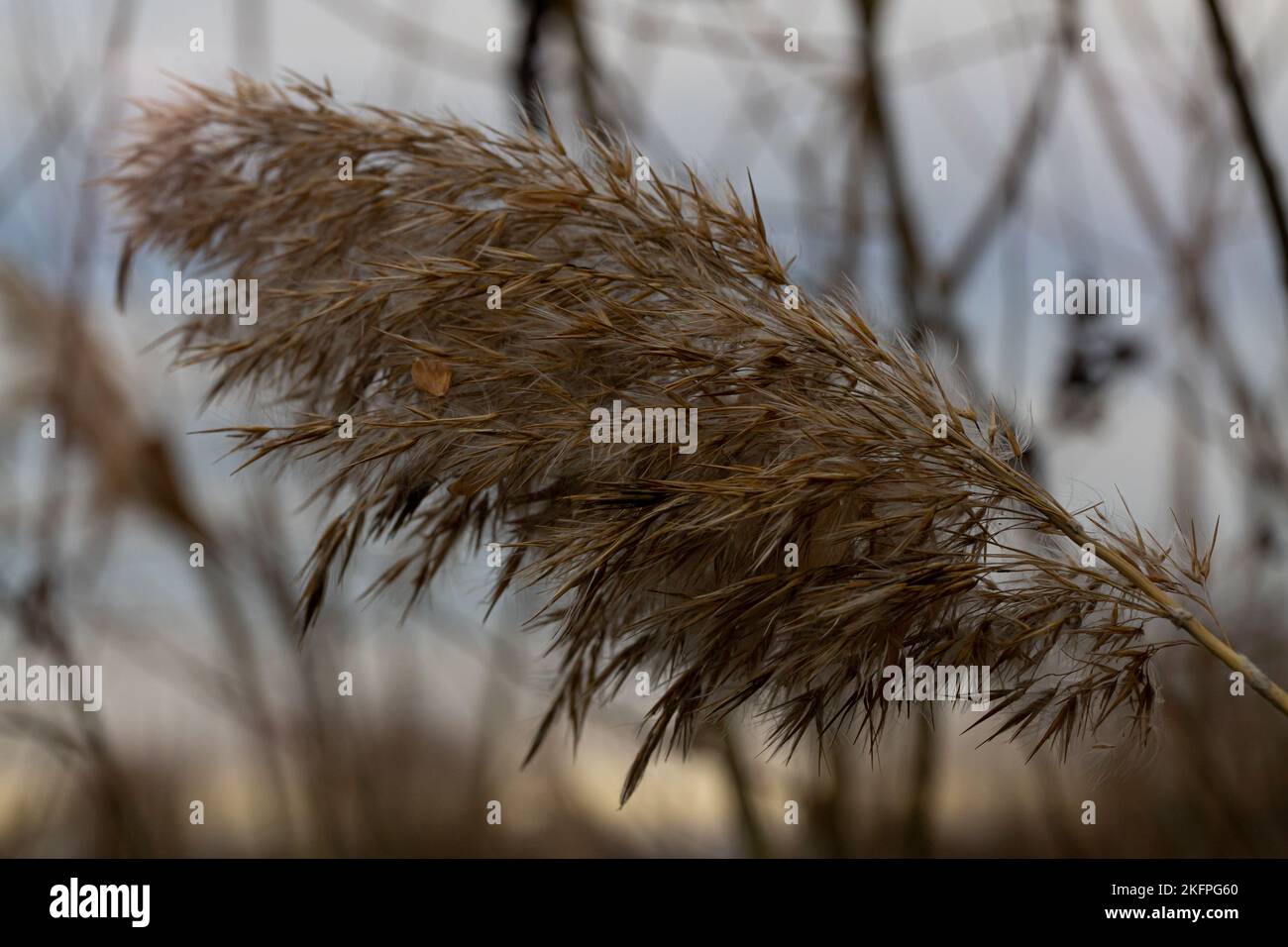 Reed stem texture hi-res stock photography and images - Alamy
