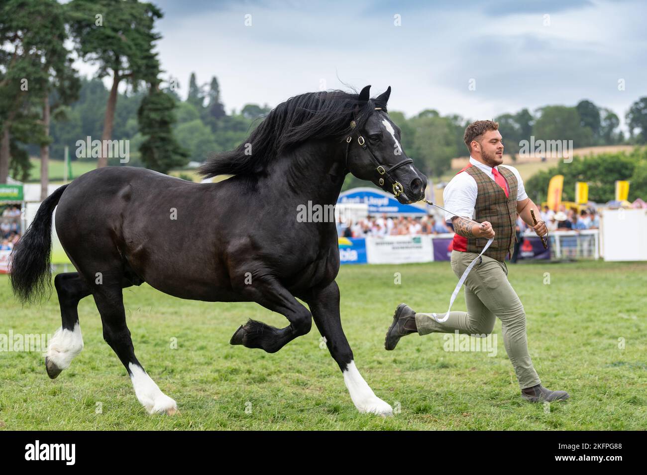 Welsh Cob stallion classes at the Royal Welsh Show 2022 in the main ...