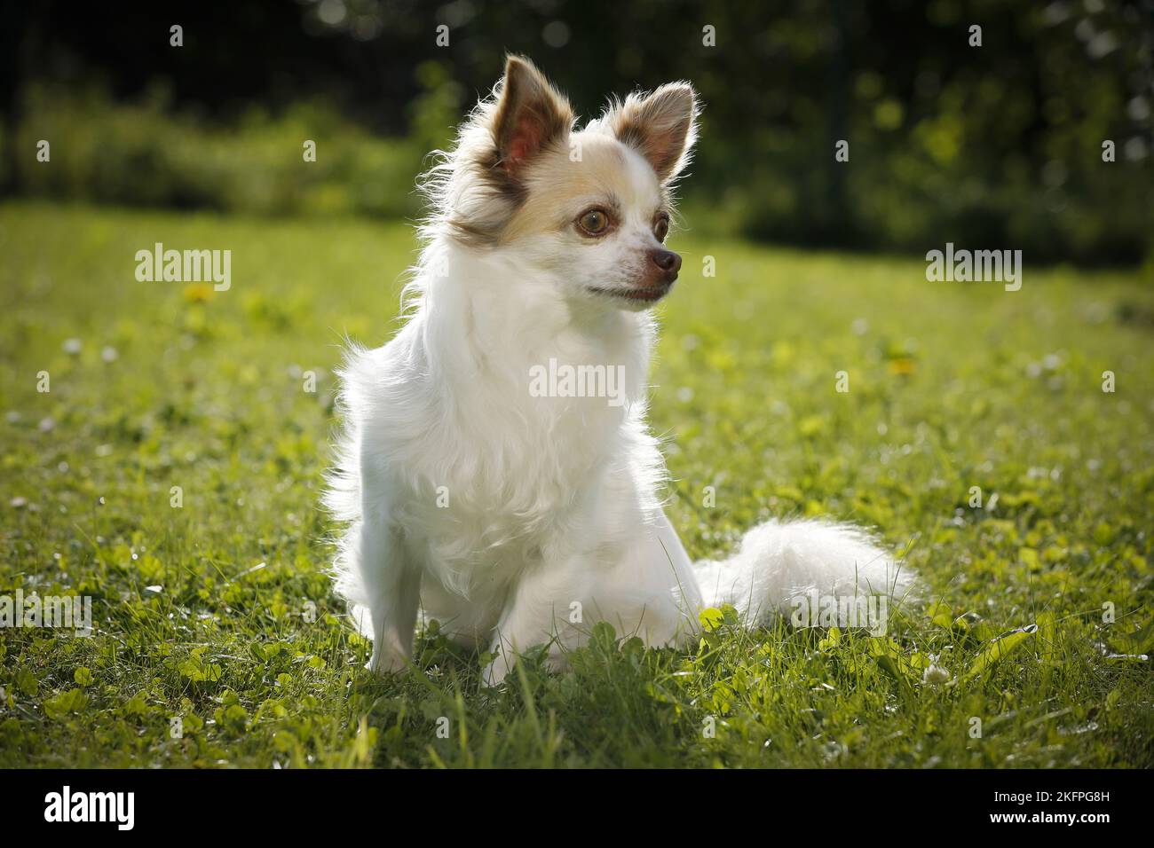 sitting longhaired Chihuahua Stock Photo - Alamy