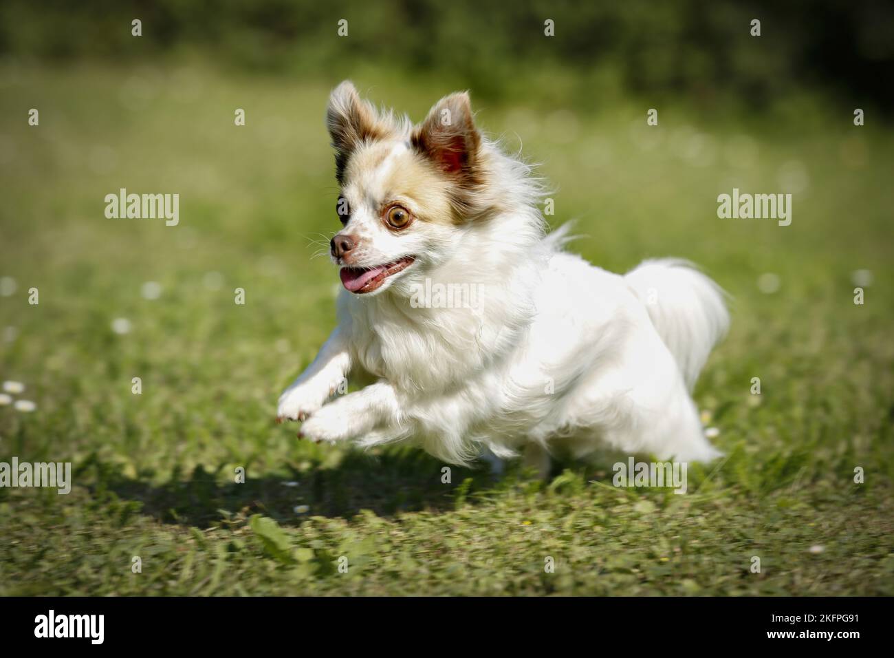 Running longhaired chihuahua hi-res stock photography and images - Alamy