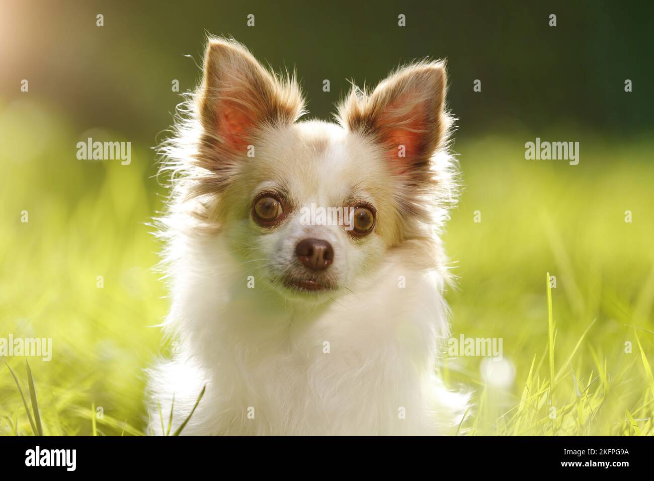 longhaired Chihuahua Portrait Stock Photo - Alamy