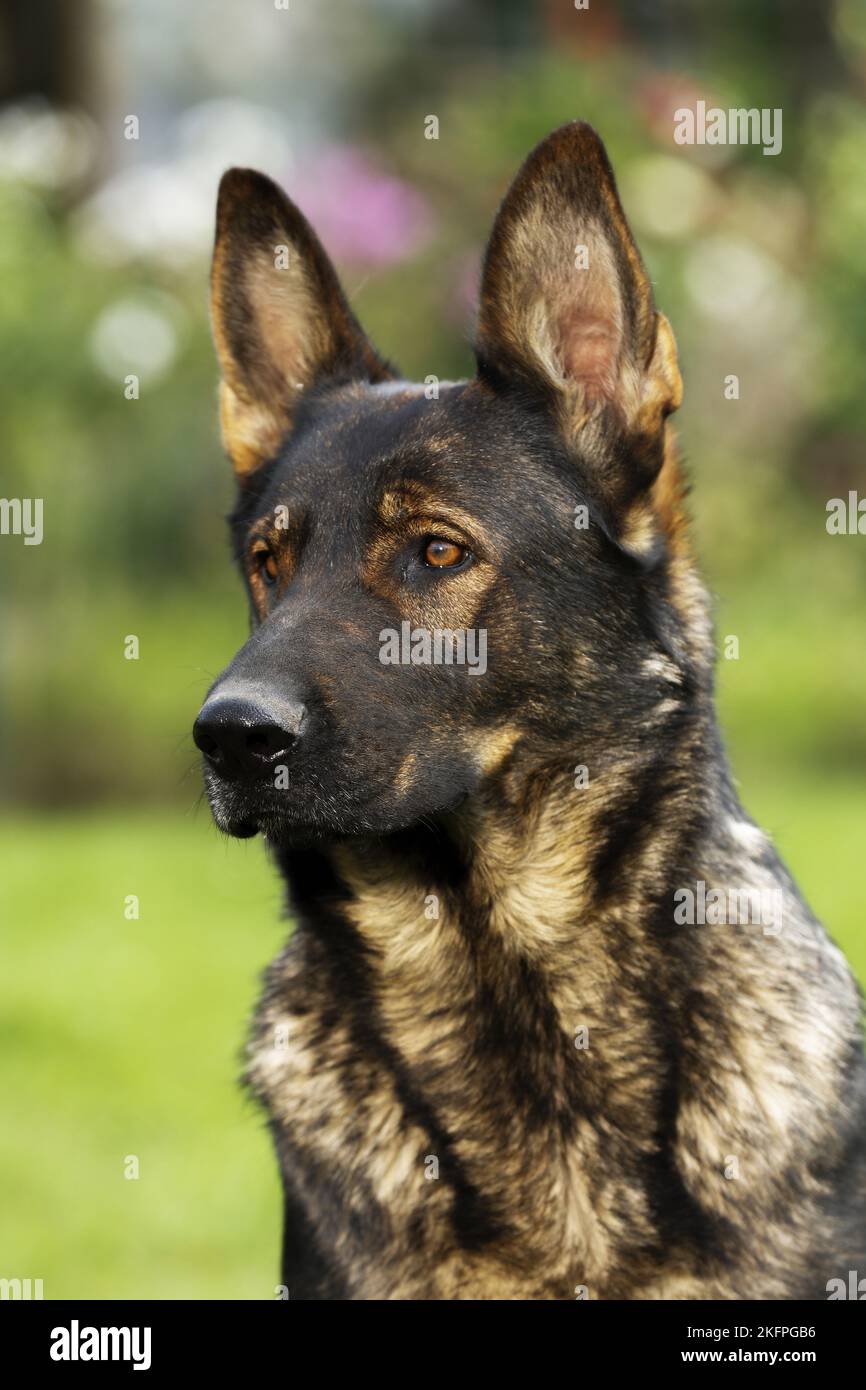 German Shepherd GDR Portrait Stock Photo - Alamy