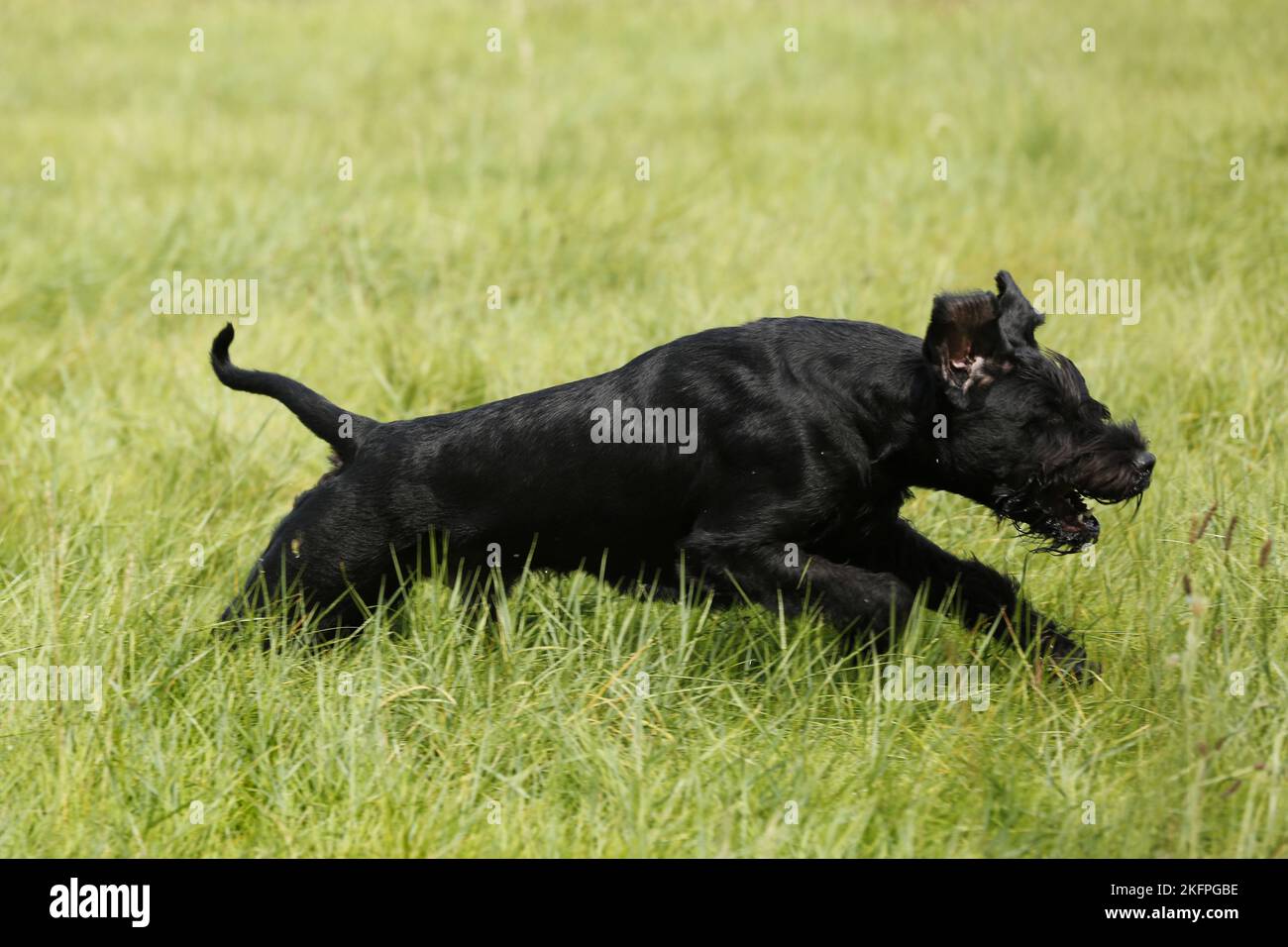 running Giant Schnauzer Stock Photo - Alamy