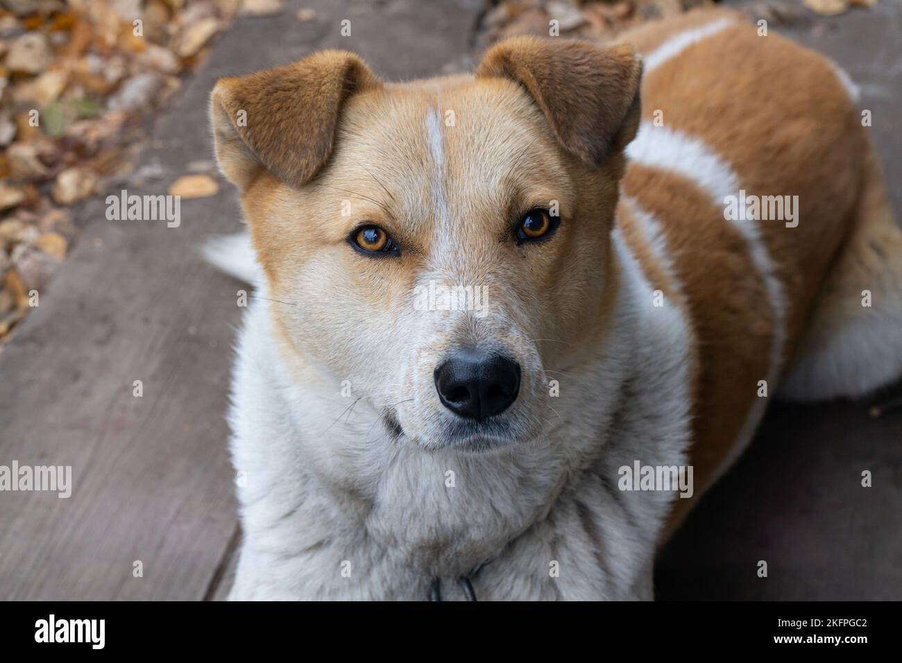Village dog close-up. the kind and intelligent look of a village dog, a ...