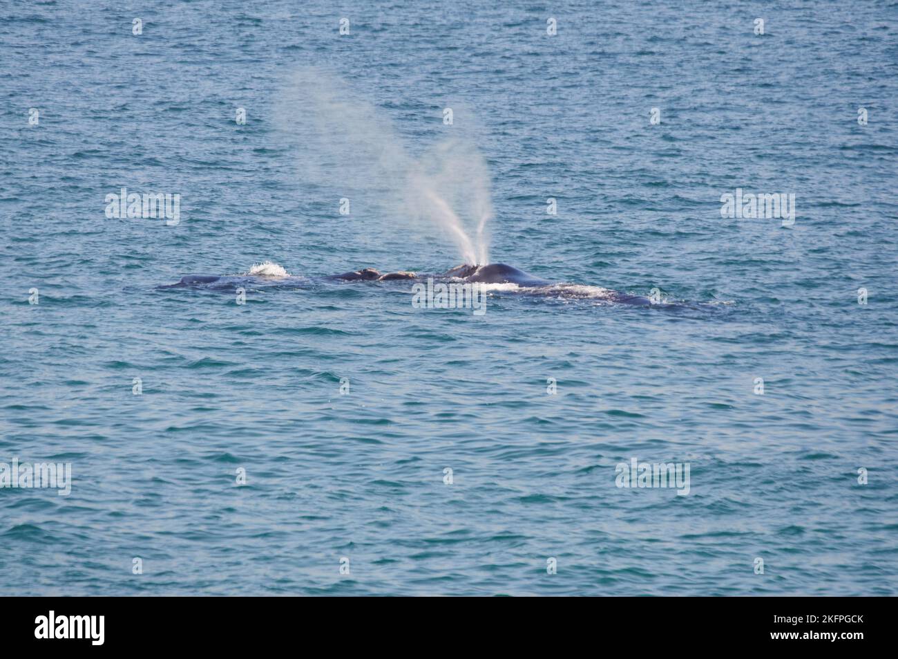 Southern Right whale female twin blow in Walker Bay near Hermanus ...