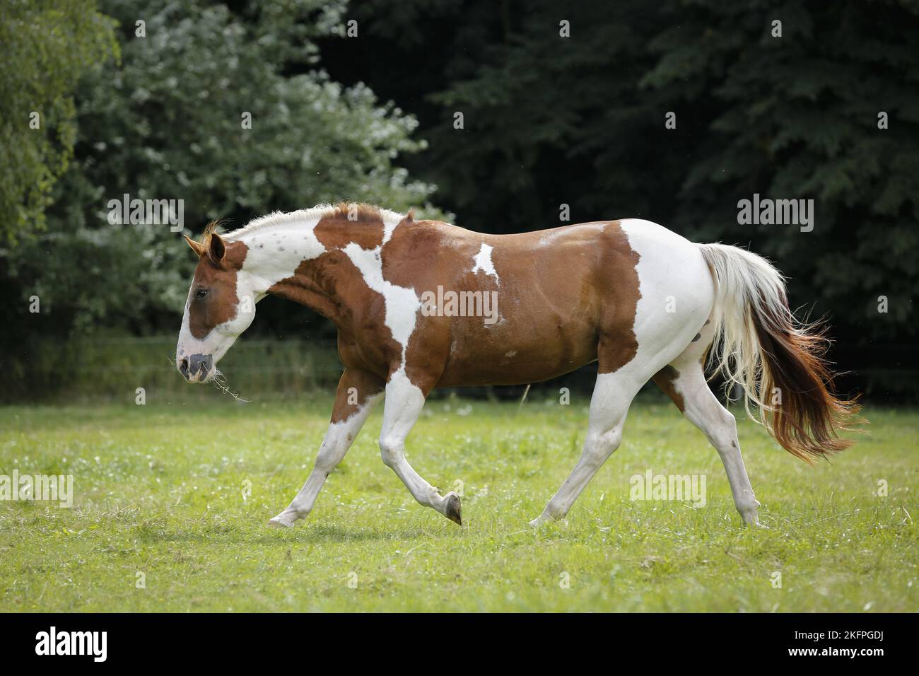 trotting Paint Horse Stock Photo - Alamy
