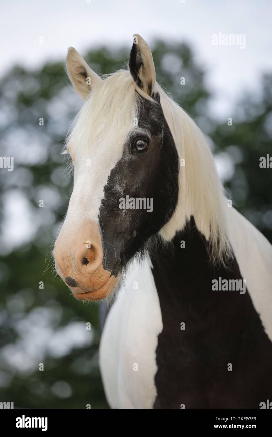Irish Tinker Portrait Stock Photo - Alamy