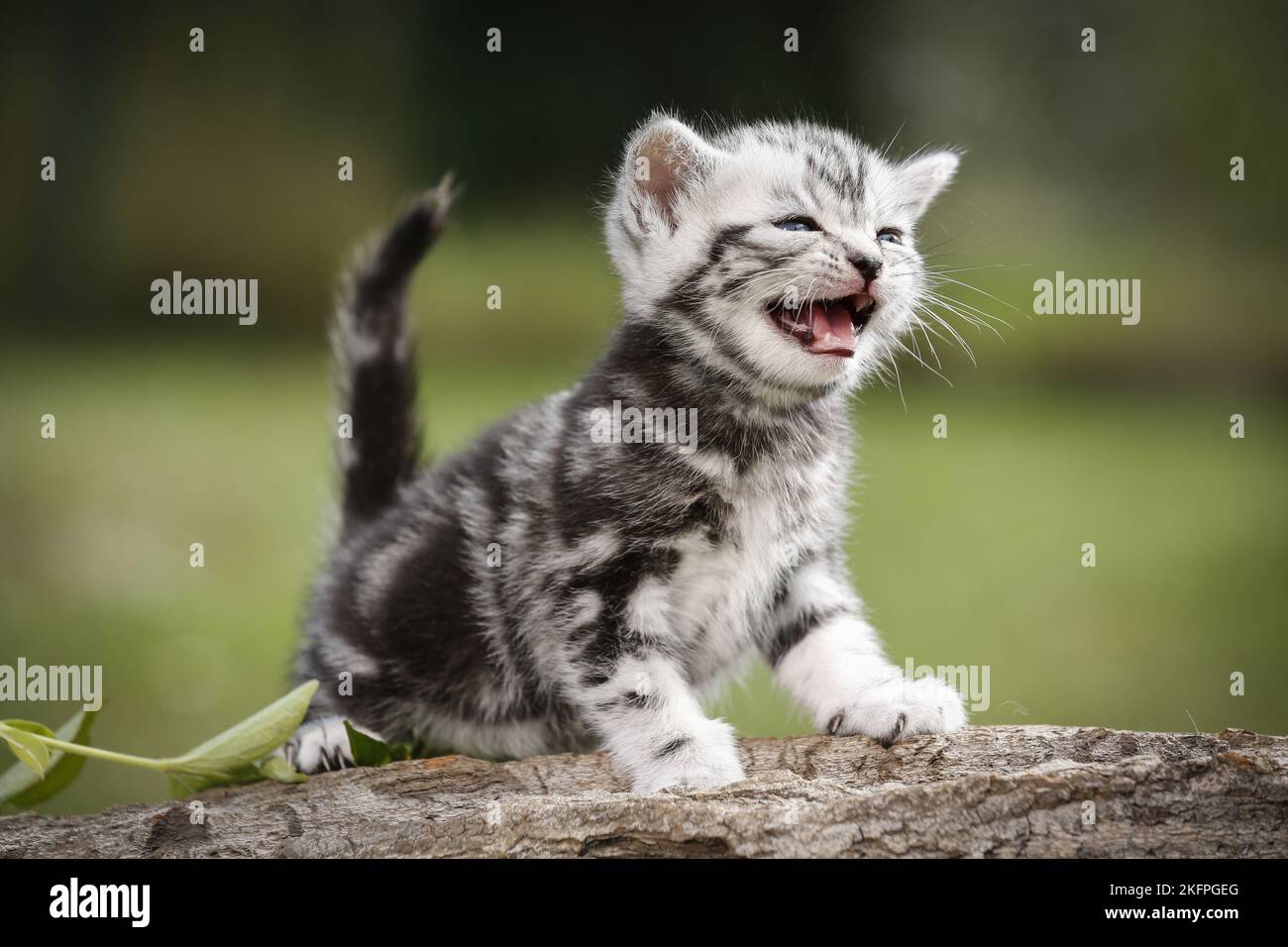 Black cat kitten crying hi-res stock photography and images - Alamy