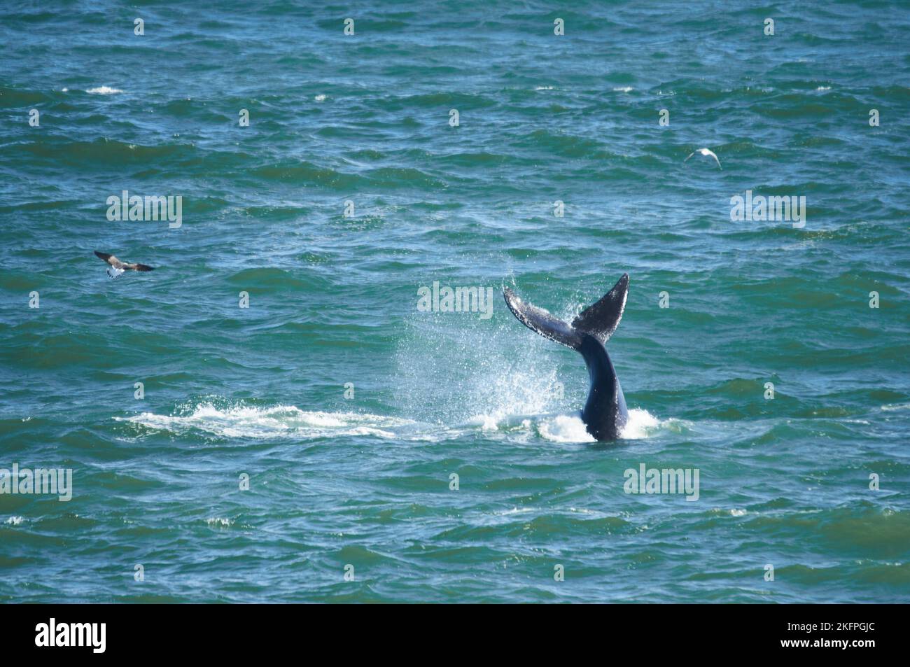 Southern Right whale calf tail slapping as seen from land-based site ...