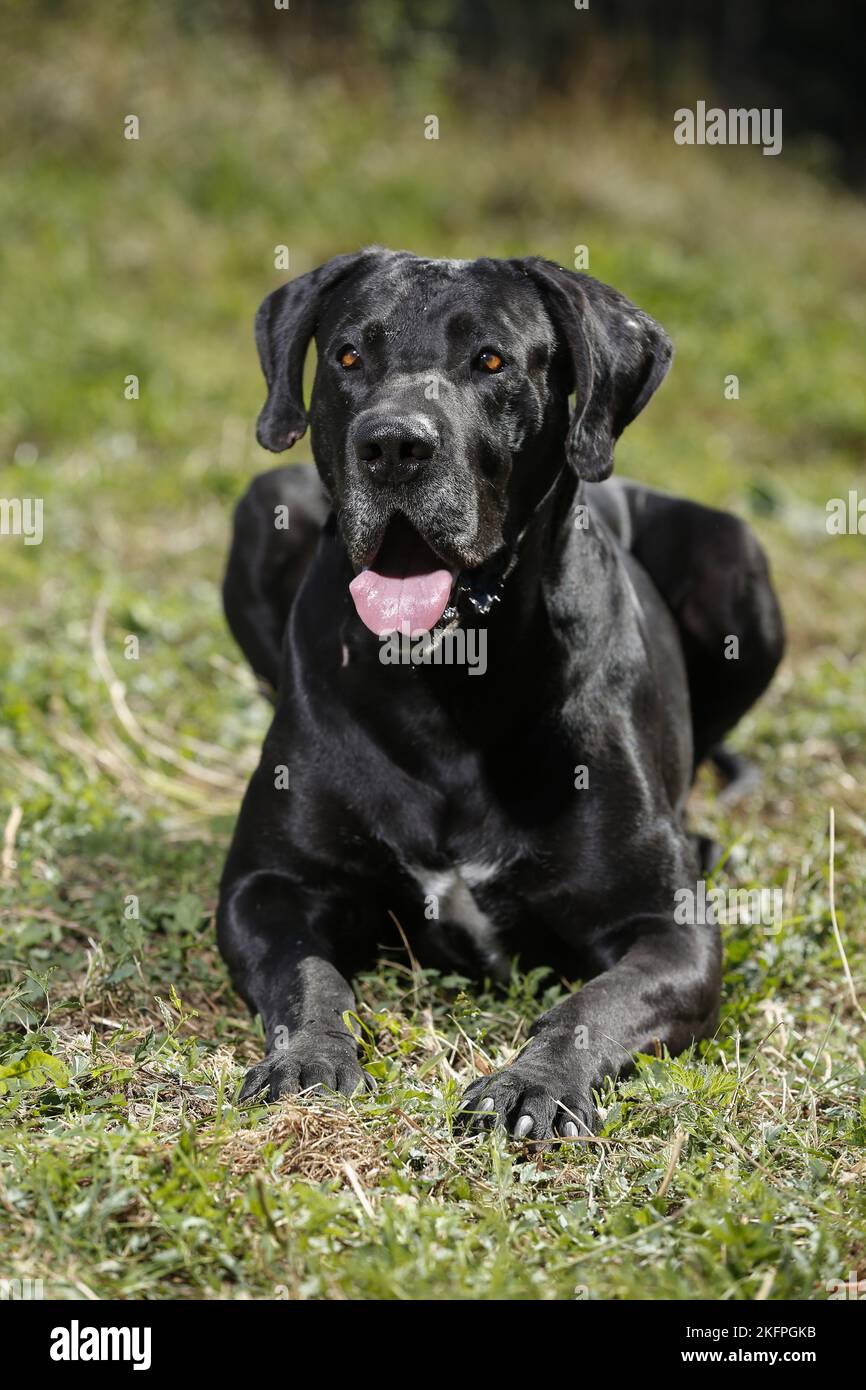 Senior great dane hi-res stock photography and images - Alamy
