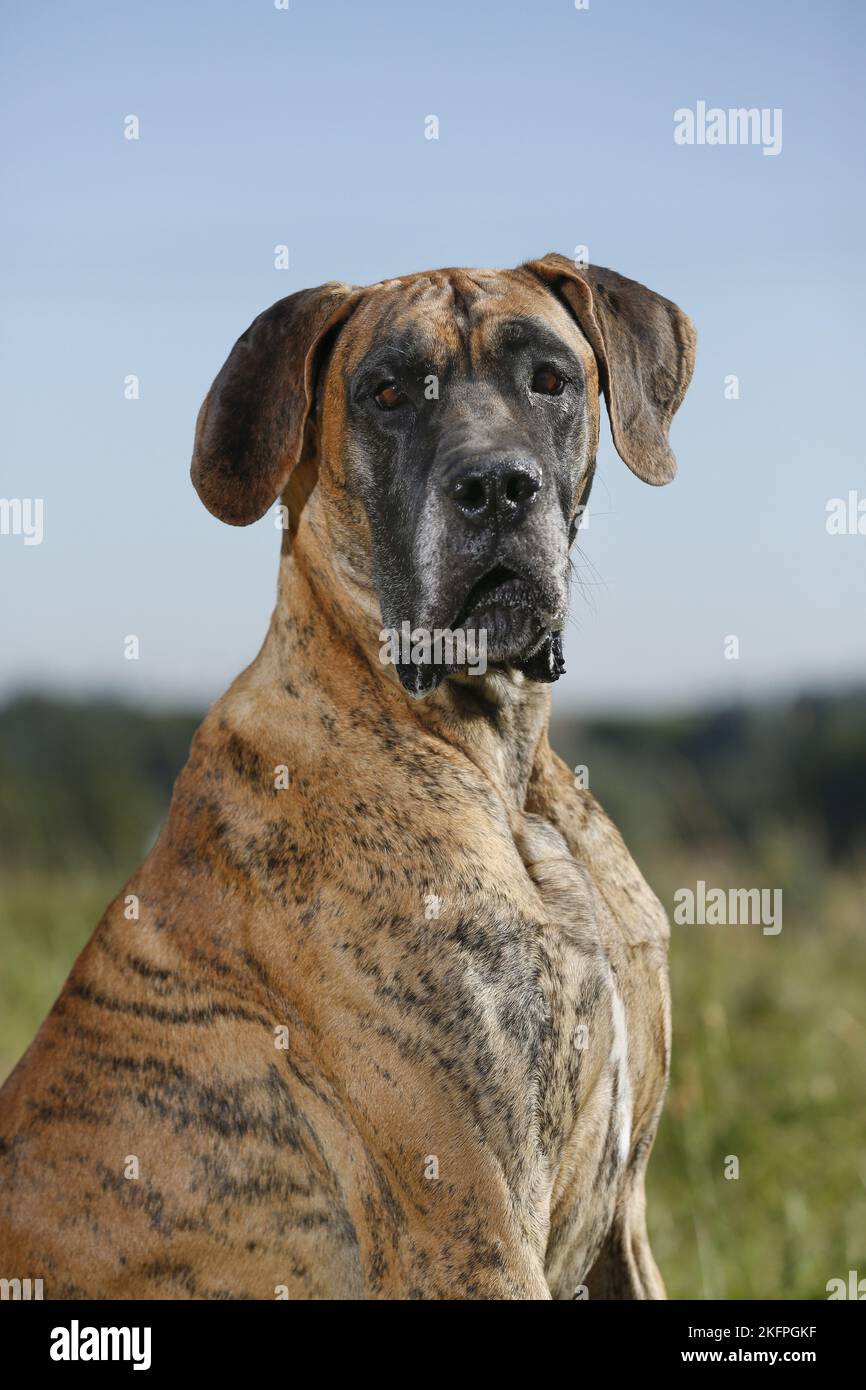 Great Dane Portrait Stock Photo - Alamy