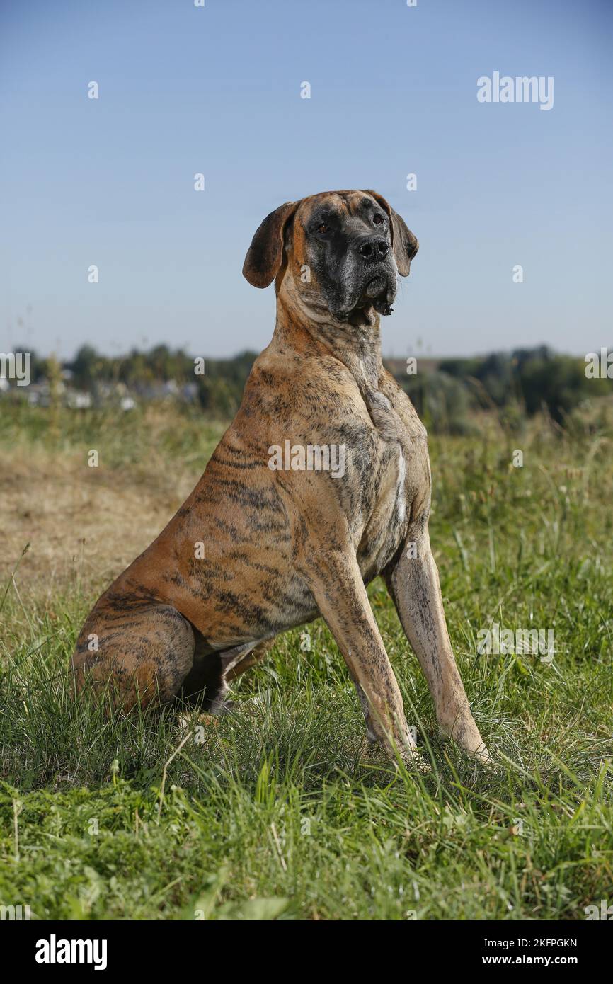 sitting Great Dane Stock Photo - Alamy